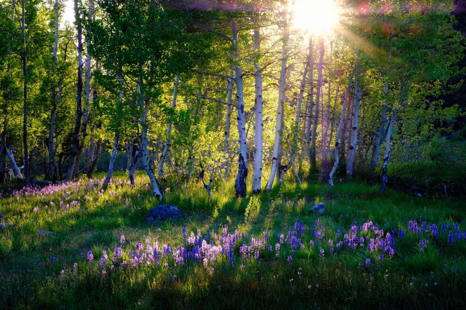Yuba-long Among Wildflowers In Nevada County